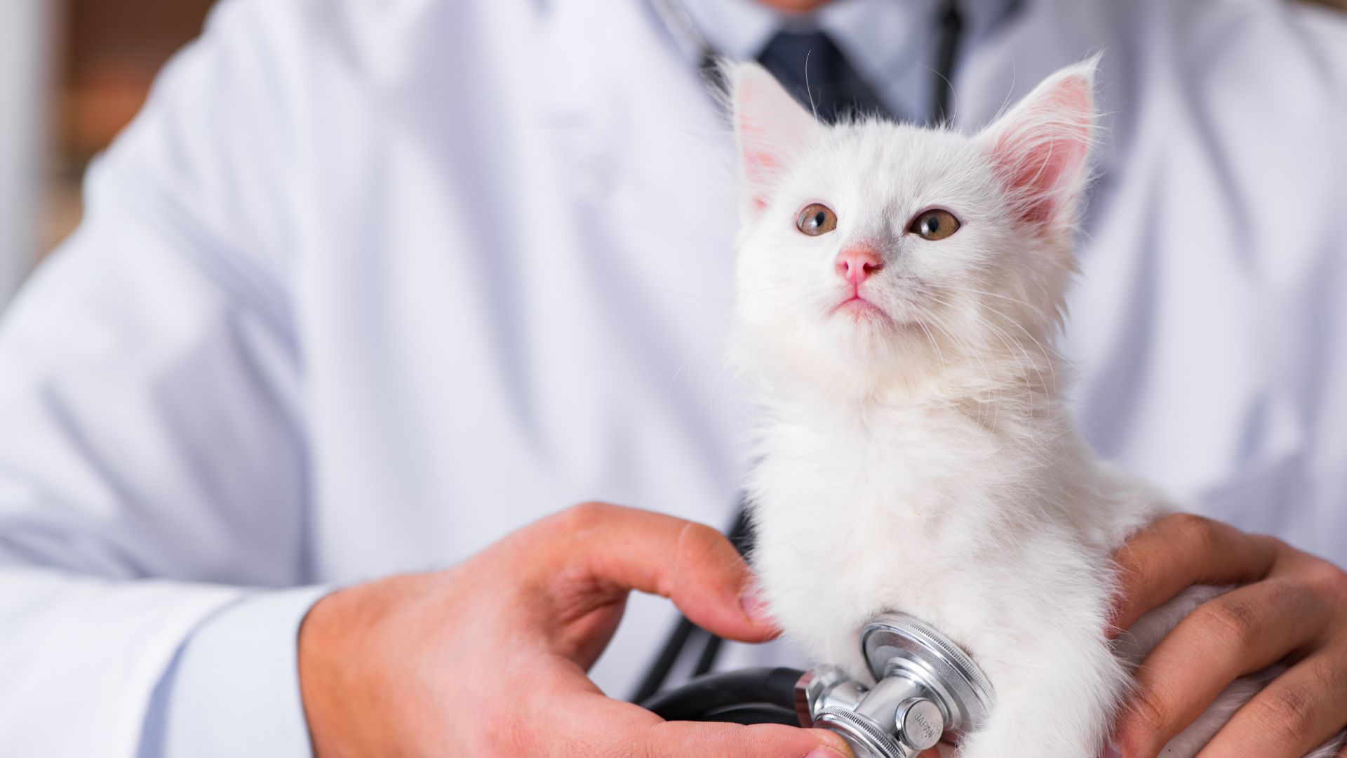 Veterinary Appointmnet In Decatur, AL | ATVH