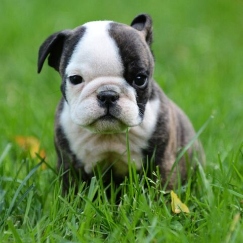Pet Fitting For Hero Braces In Decatur, AL | Animal Tracks