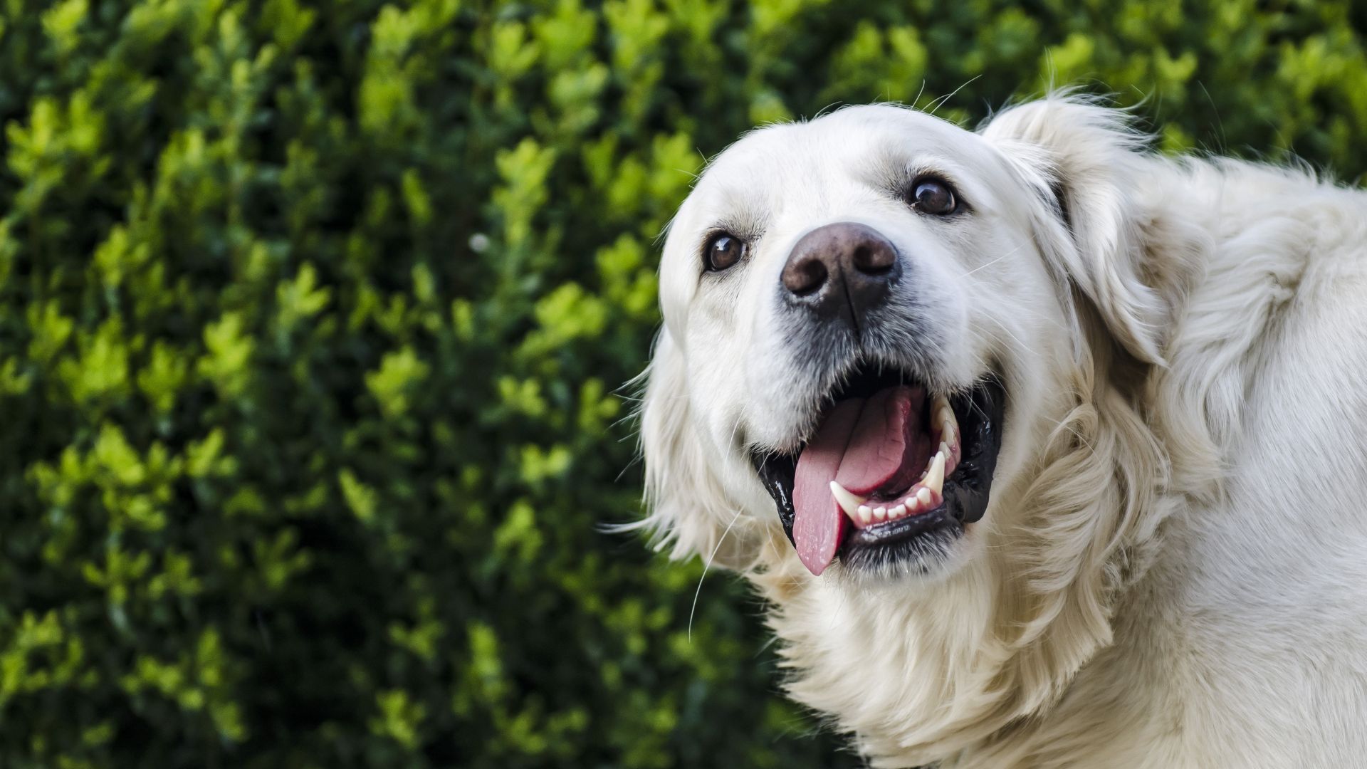 Pet Fitting For Hero Braces In Decatur, AL | Animal Tracks