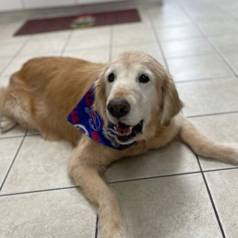 Decatur, AL Veterinary Services | Animal Tracks Vet Hospital