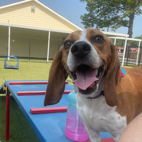 Decatur, AL Veterinary Services | Animal Tracks Vet Hospital